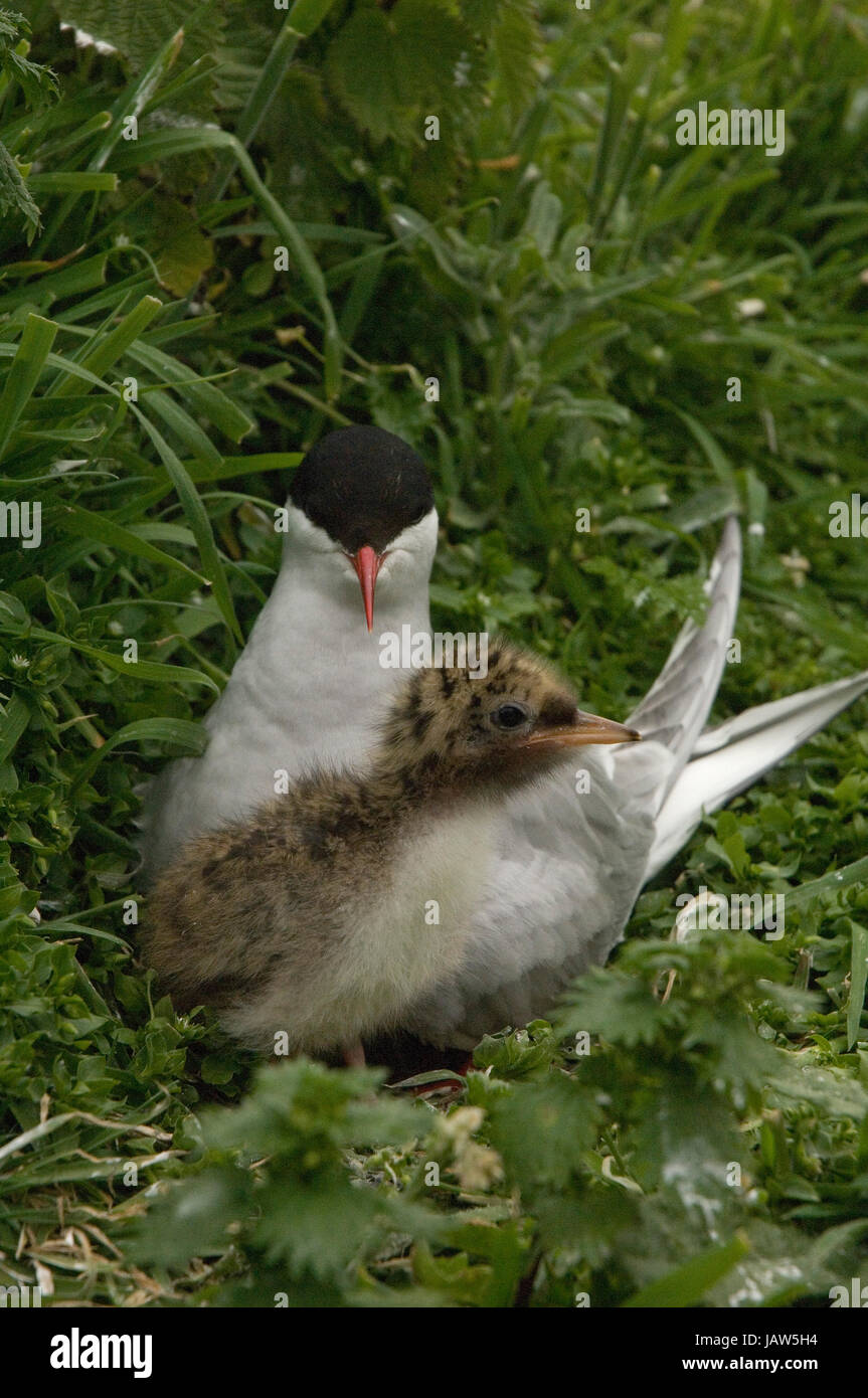 arctic tern,arctic tern,arctic tern,the nest with small,pullus,small ...