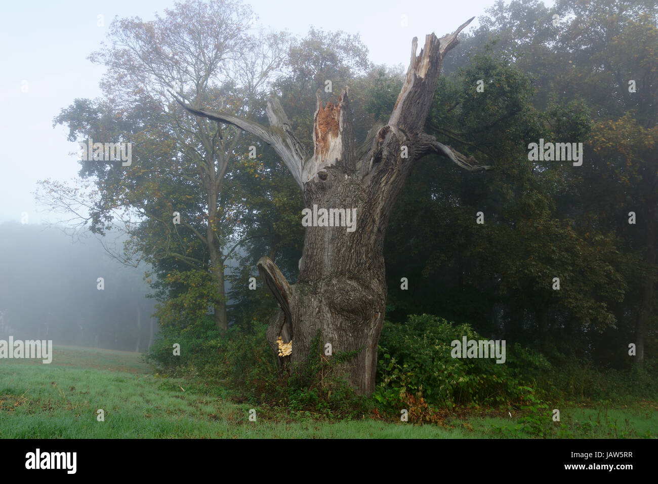 old tree in foggy landscape i Stock Photo - Alamy