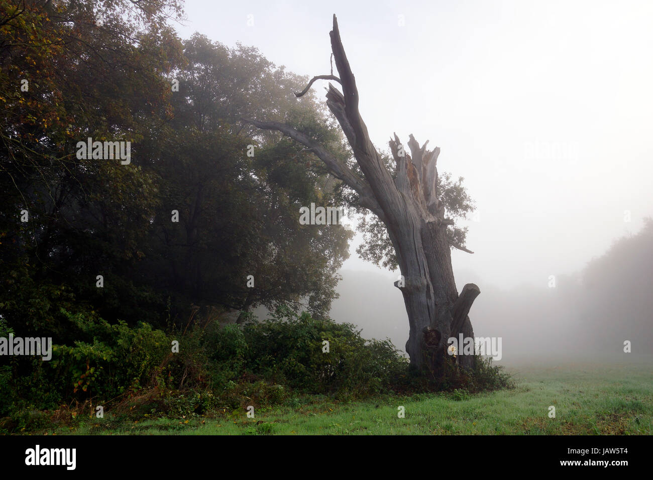 Erster herbstnebel hi-res stock photography and images - Alamy