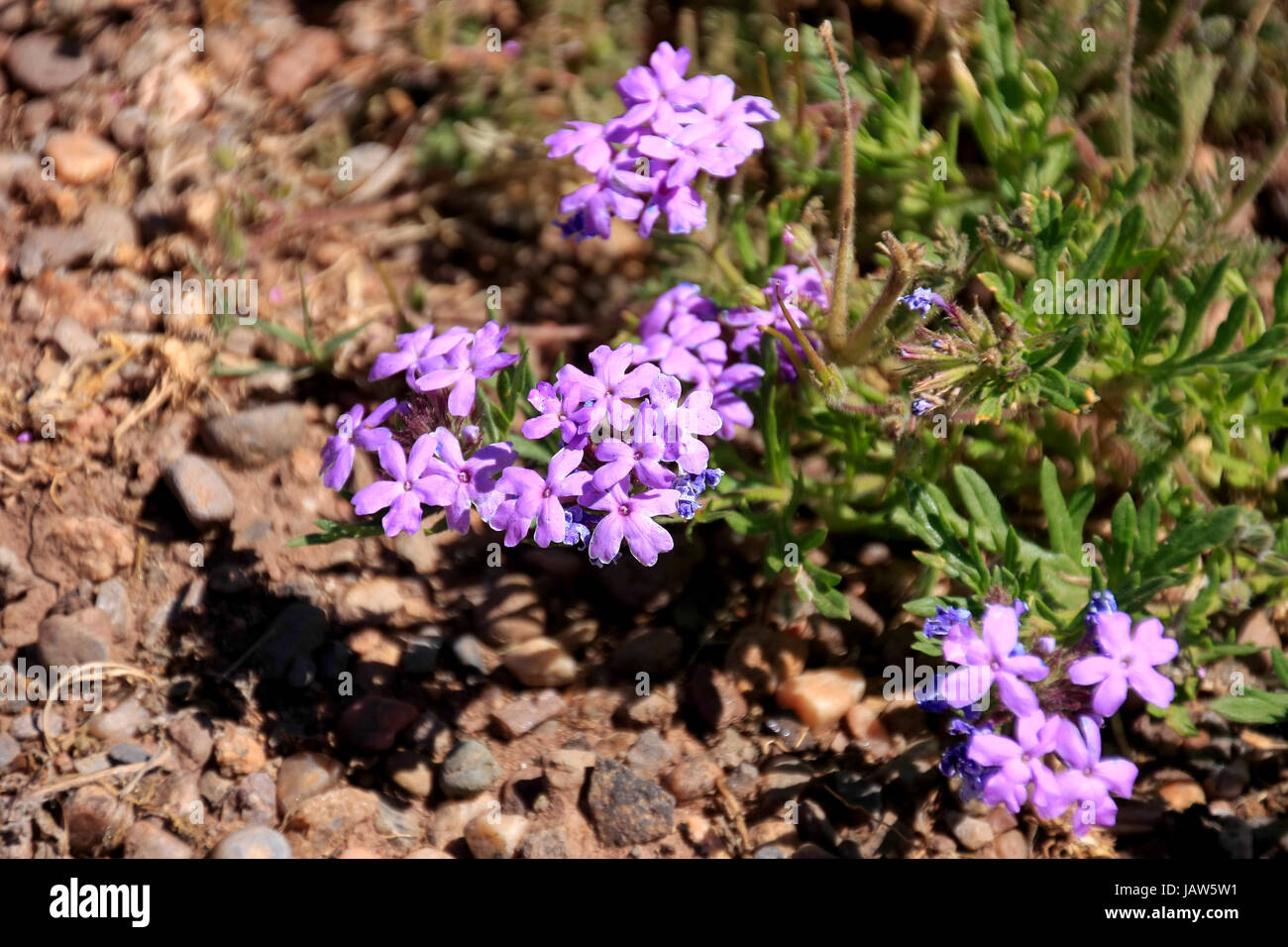 Verbena bipinnatifida hi-res stock photography and images - Alamy