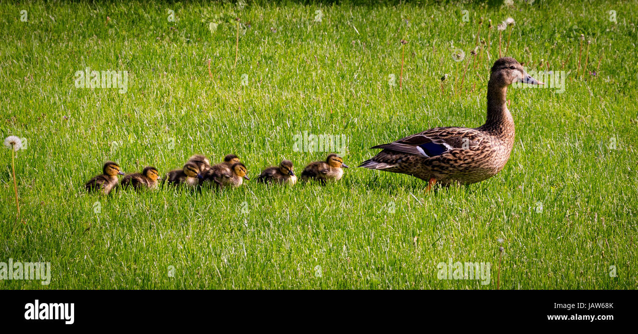 Mother Duck and Ducklings Stock Photo - Alamy