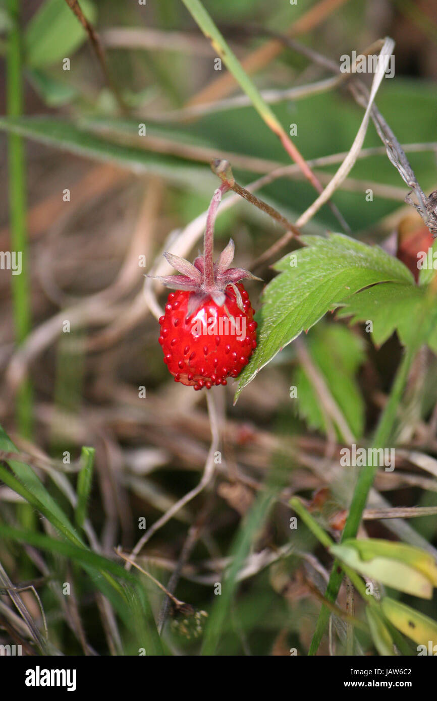 red wild strawberry Stock Photo - Alamy