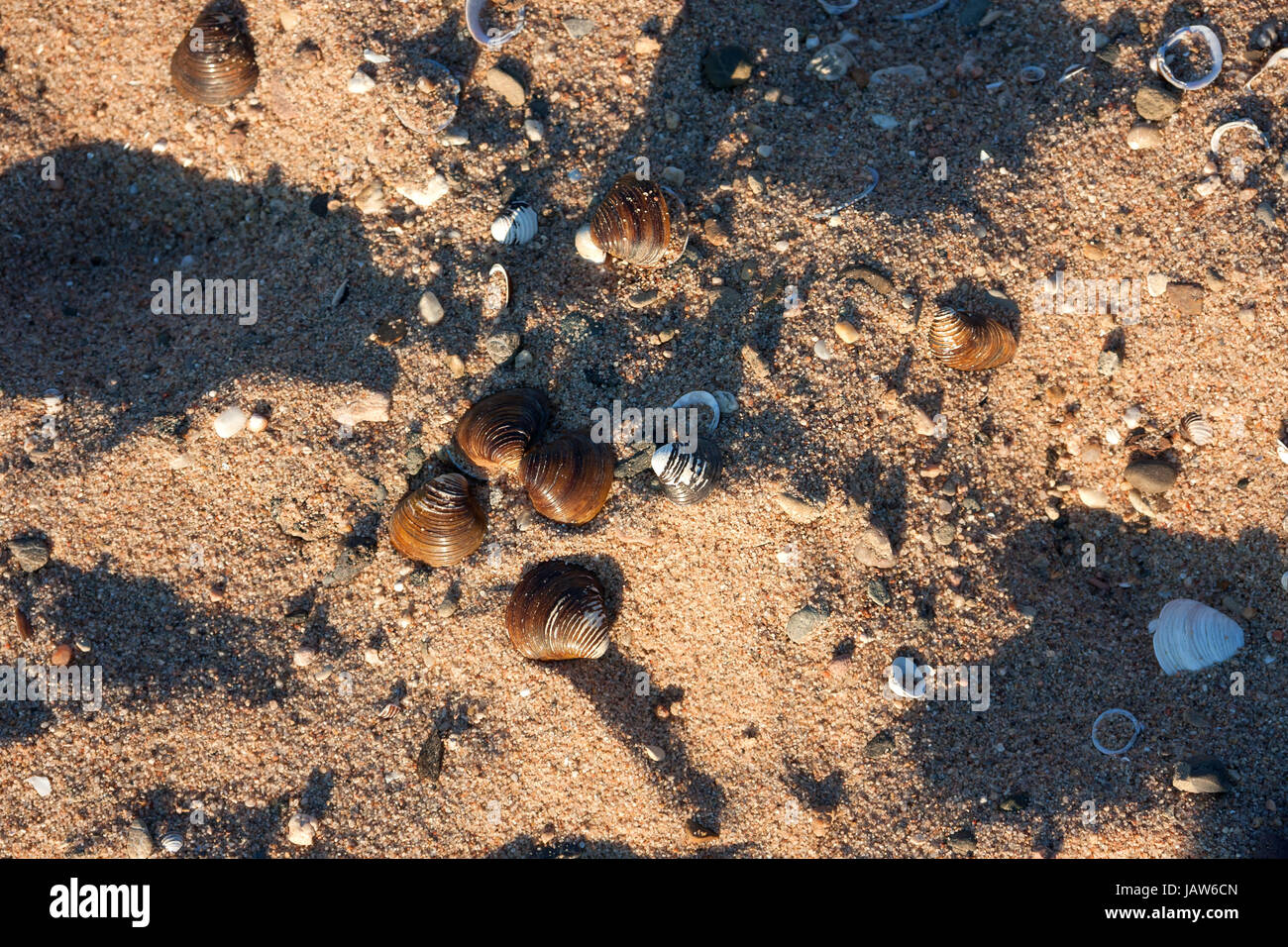 Above view of sea shells on a beach during sunset Stock Photo - Alamy