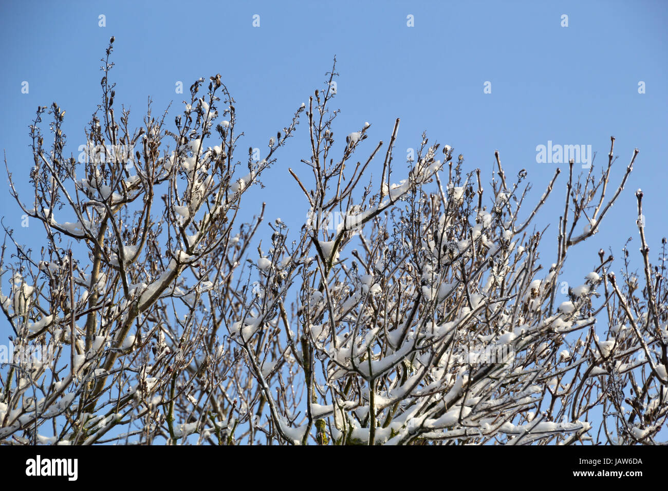 Branches of a tree covered with snow and having icicles Stock Photo - Alamy