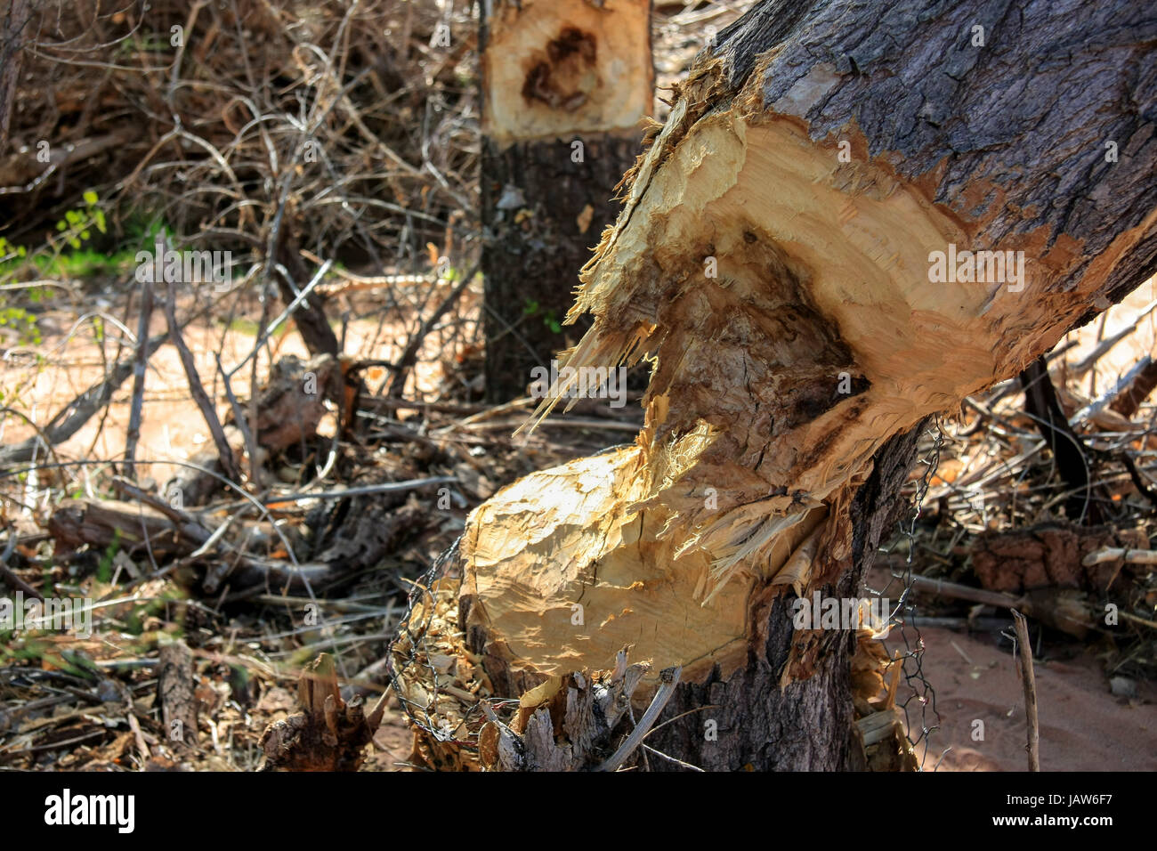 Tree cut into pieces by a beaver Stock Photo - Alamy