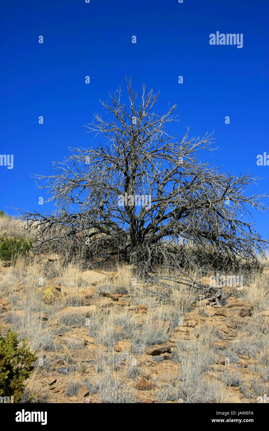 Forestry mexico hi-res stock photography and images - Alamy