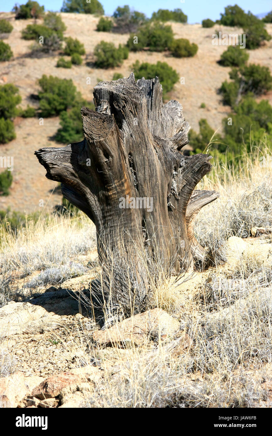 Weathered old tree trunk in the desert Stock Photo - Alamy