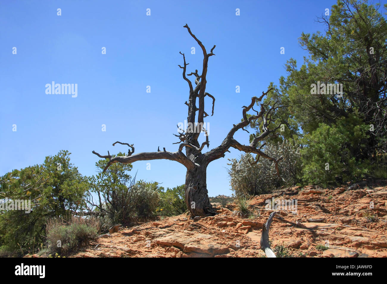Weathered old tree trunk in the desert Stock Photo - Alamy