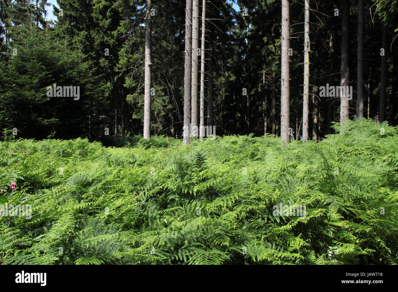 Wald mit Farn Stock Photo - Alamy