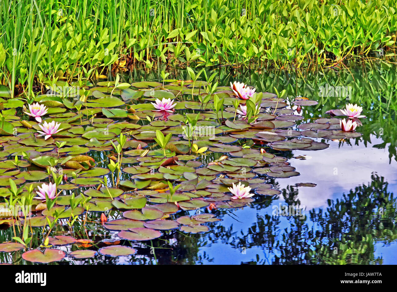 garden pond with water lilies Stock Photo - Alamy