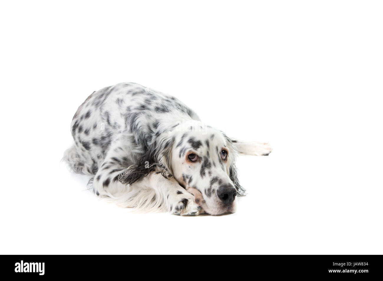English setter Cut Out Stock Images & Pictures - Alamy