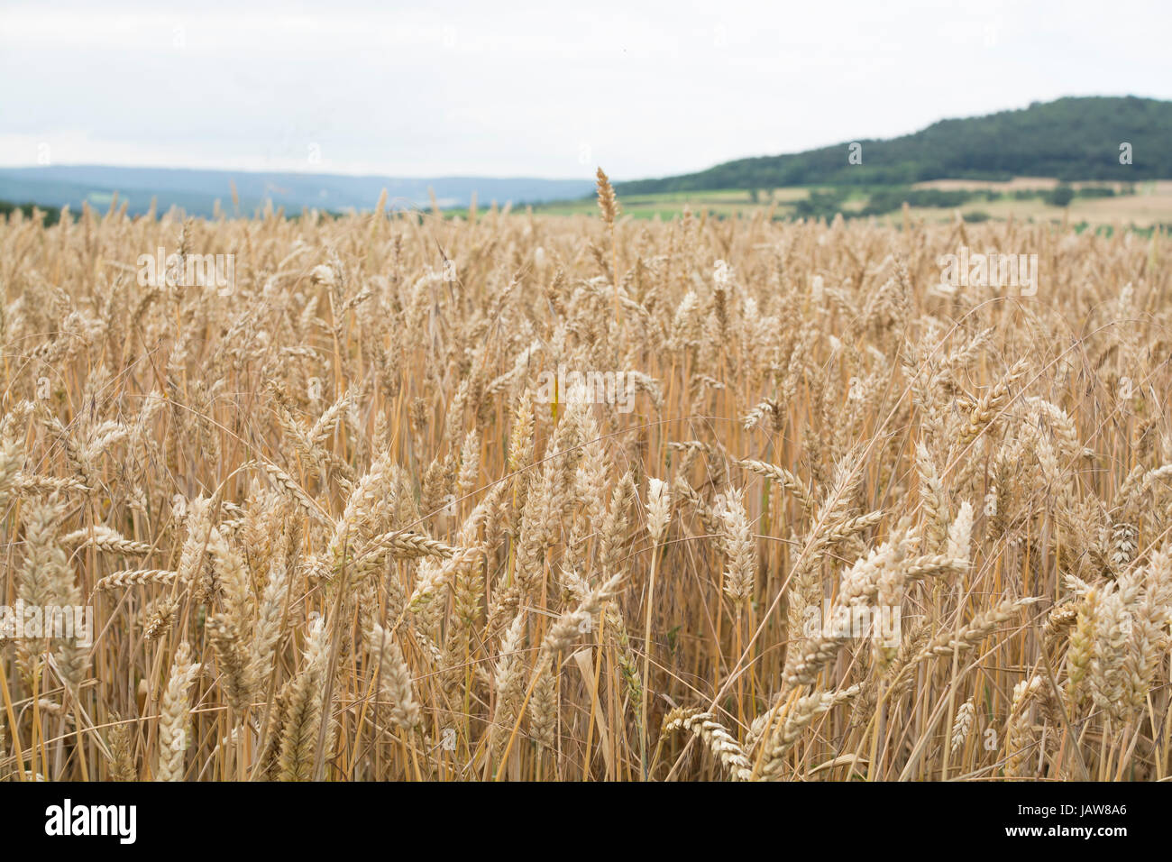 Wheat field in Bavaria, Germany - golden time approaches Stock Photo ...