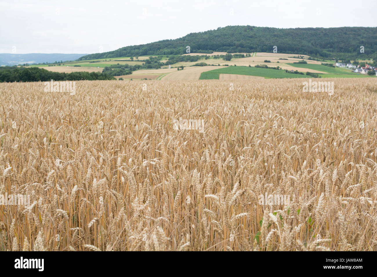 Wheat field in Bavaria, Germany - golden time approaches Stock Photo ...