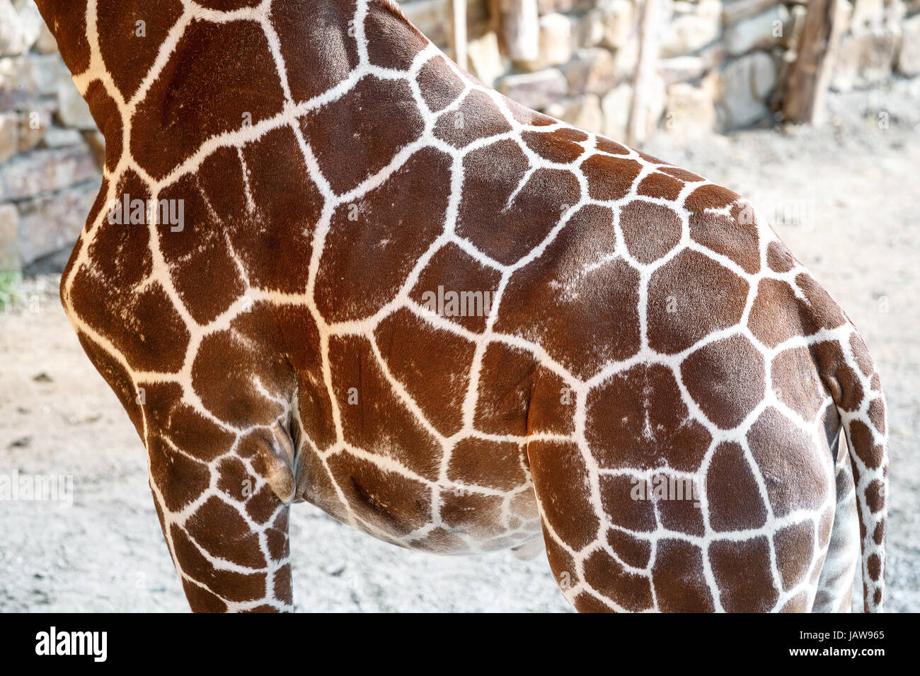 beautiful brown giraffe body skin texture with white lines Stock Photo ...