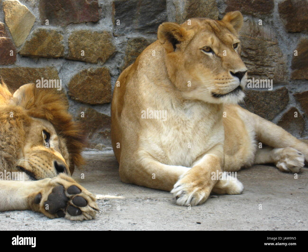 image of lion and lioness having a rest in the zoo Stock Photo - Alamy