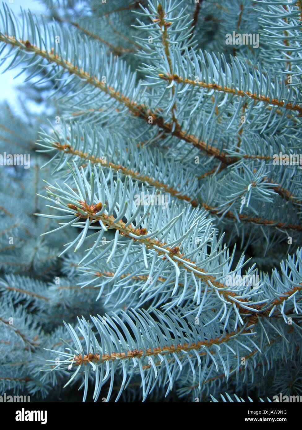 light blue branches of slender young fur-tree Stock Photo - Alamy
