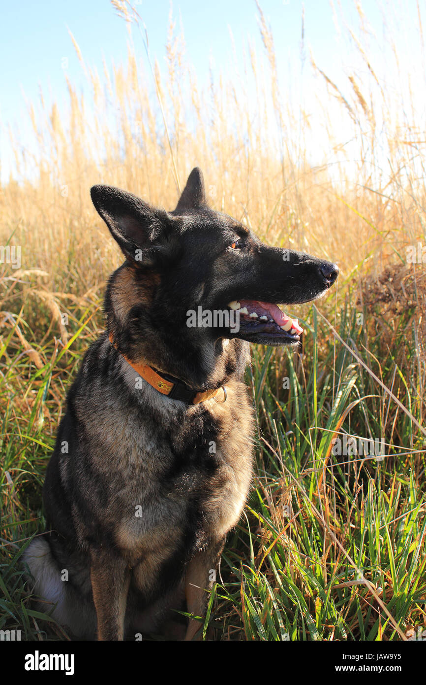 Alsatian shepherd portrait Stock Photo - Alamy