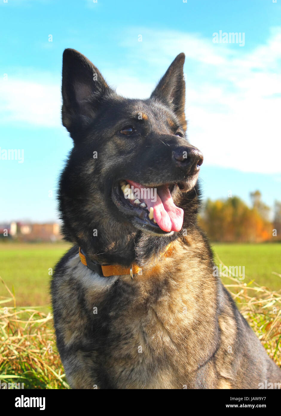 Alsatian shepherd portrait Stock Photo - Alamy