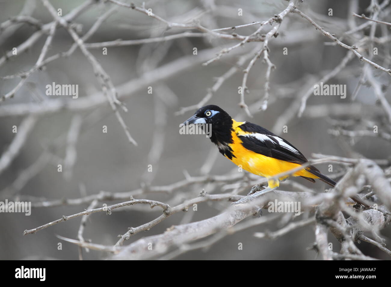 Trupial hi-res stock photography and images - Alamy