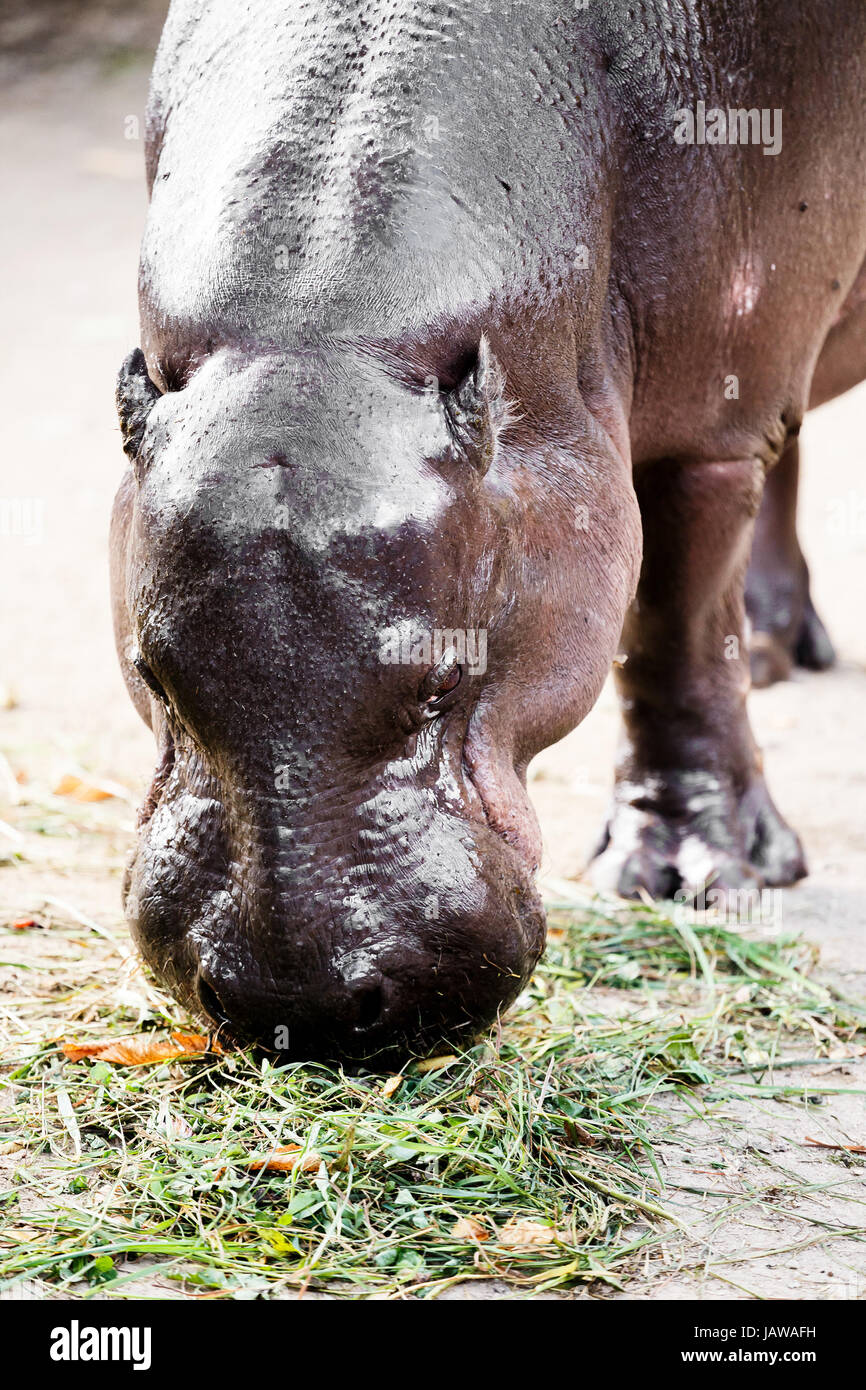 Eating Hippos High Resolution Stock Photography and Images - Alamy