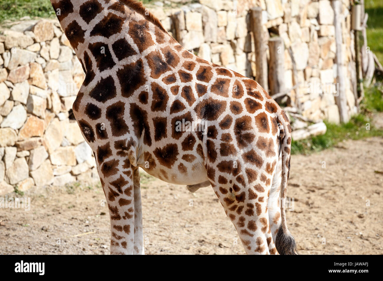 beautiful brown giraffe body skin texture with white lines Stock Photo ...