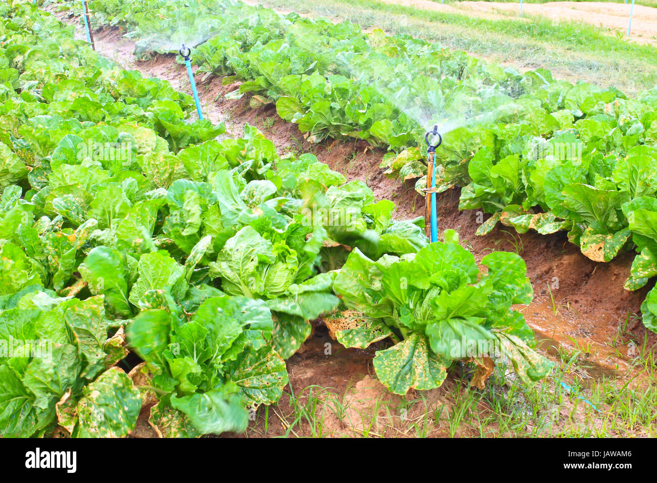 Field of Green Leaf and lettuce crops growing in rows on a farm ...