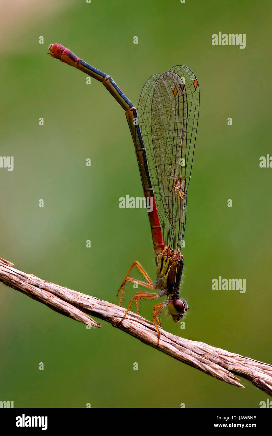 side of wild red black dragonfly coenagrion puella on a flower in the ...