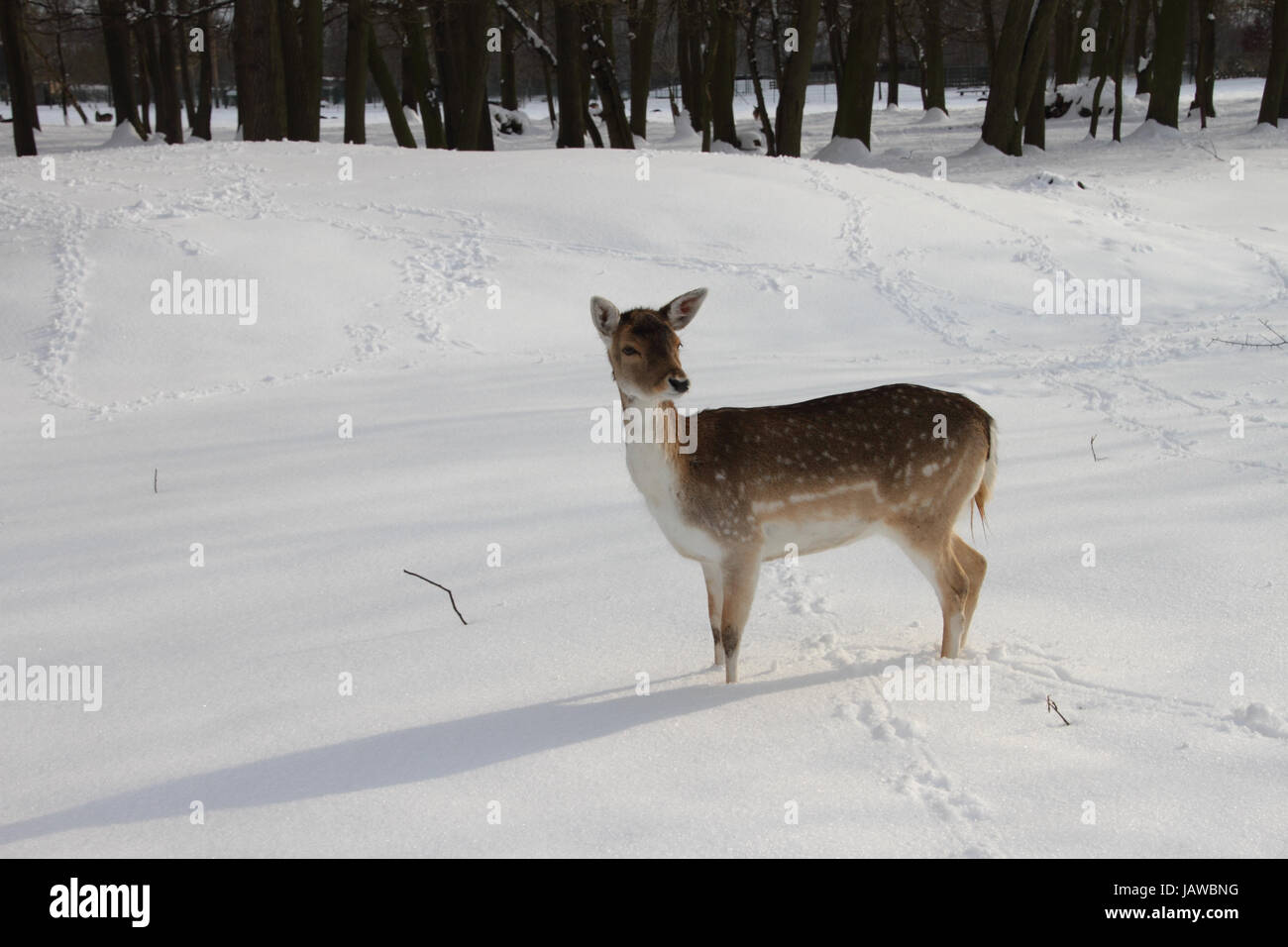 Weibliches hi-res stock photography and images - Alamy