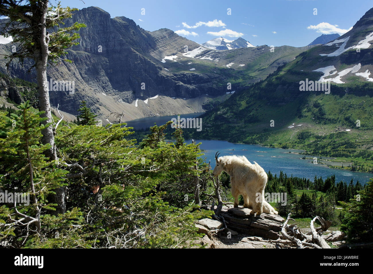 logan pass, mountain goat Stock Photo - Alamy