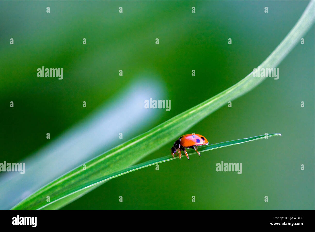 the side of wild red ladybug coccinellidae anatis ocellata coleoptera ...