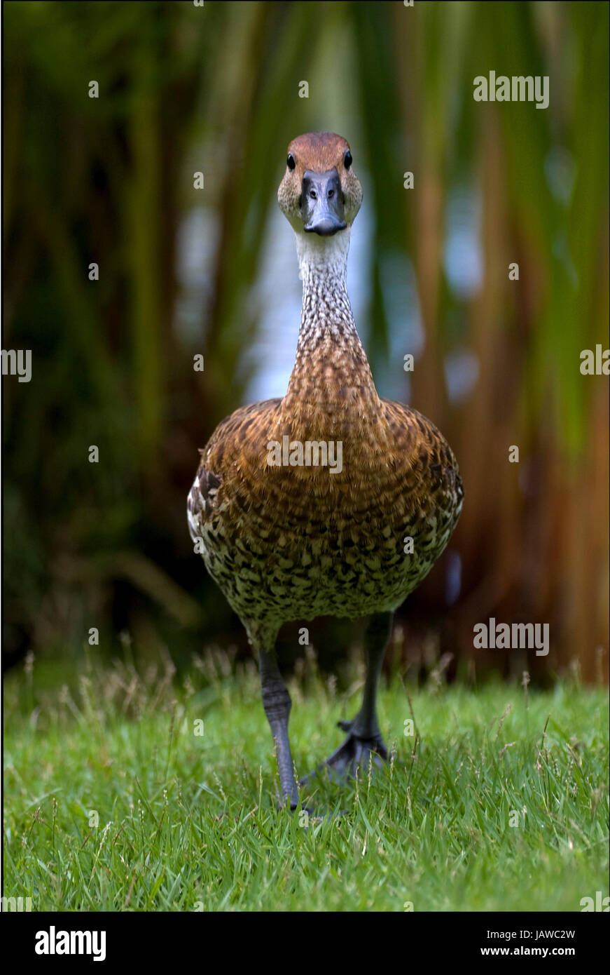 front of duck whit black eye in bush republica dominicana Stock Photo ...