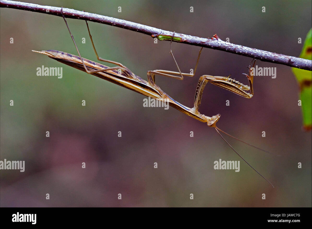 Mantodea is on a green leaf hi-res stock photography and images - Alamy