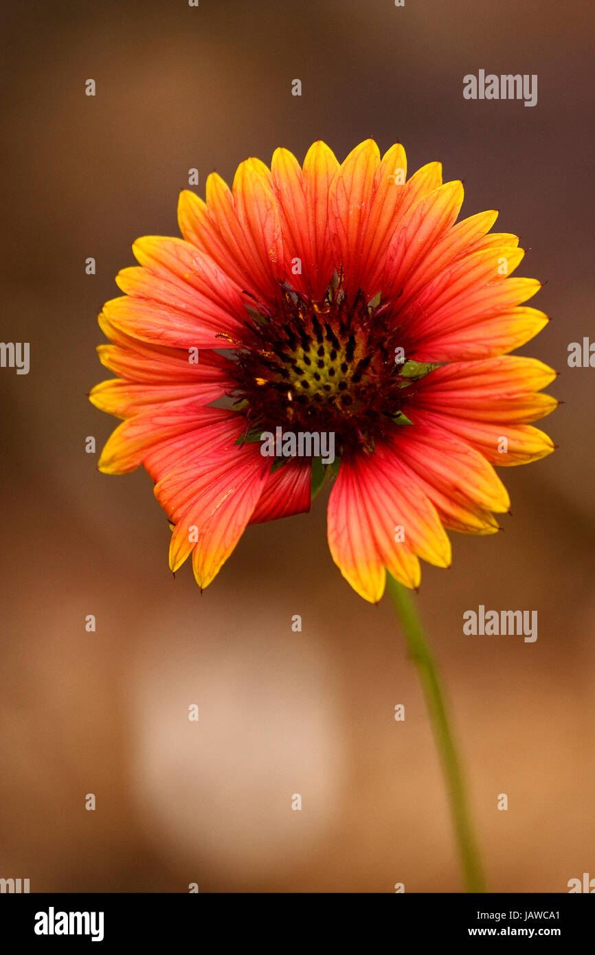 macro close up of a yellow red daisy brown background in bahamas Stock ...