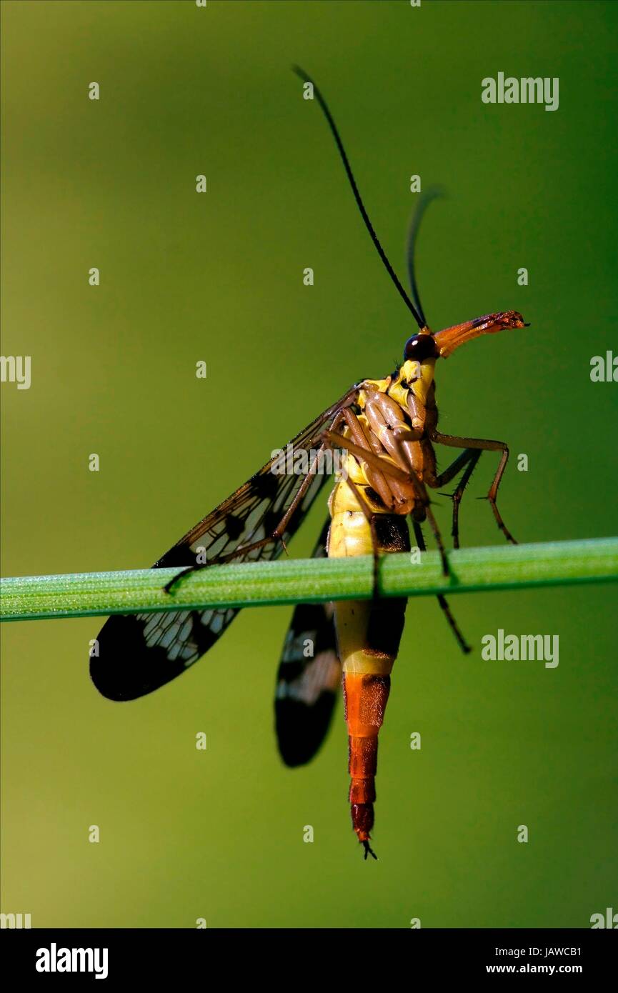 side of wild fly Mecoptera Scorpion Fly Panorpa Panorpidae on a green ...
