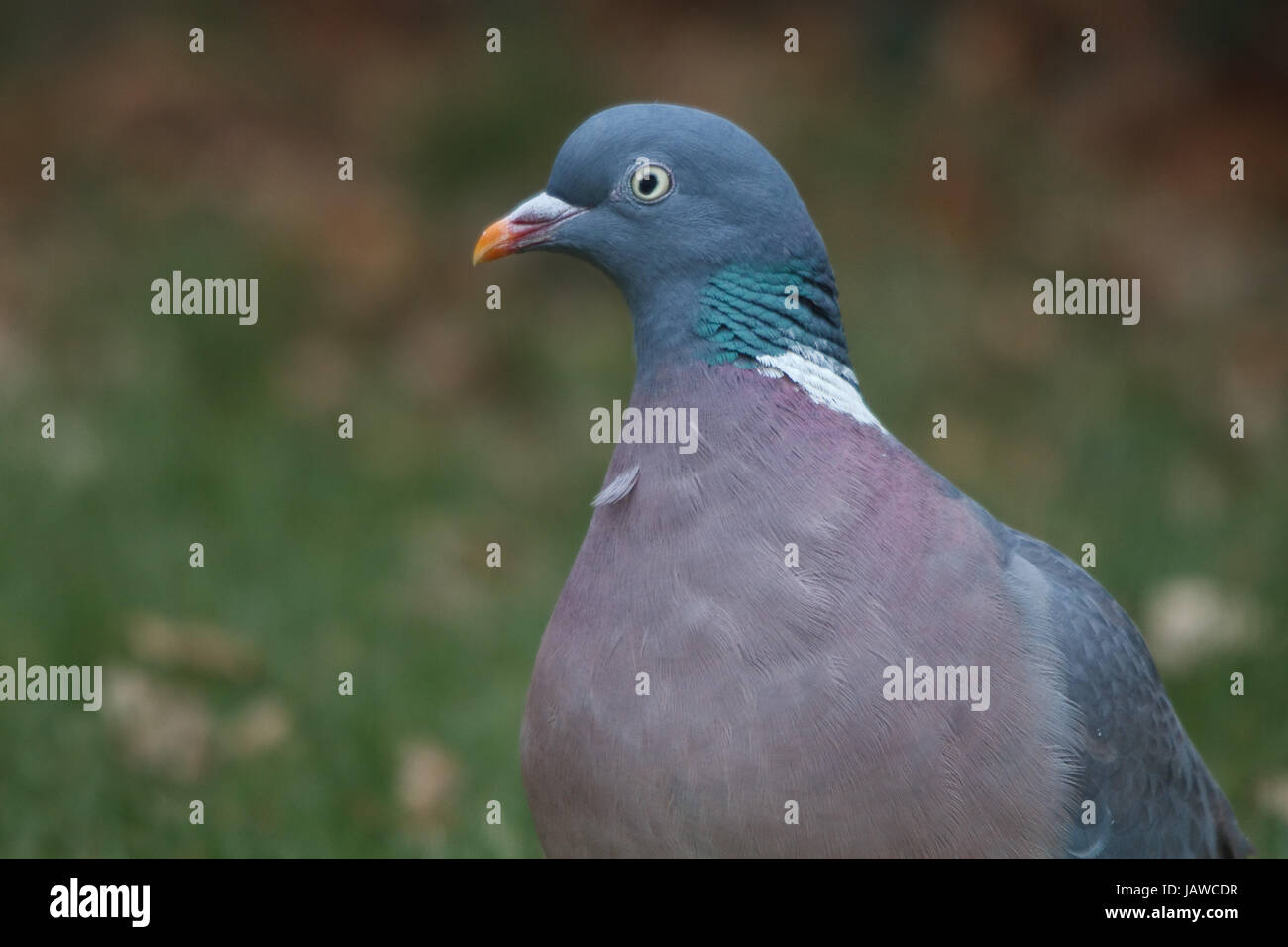 Ringeltaube - Columba palumbus Stock Photo - Alamy