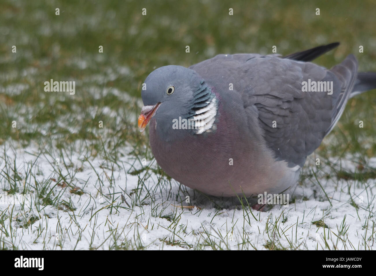 Ringeltaube - Columba palumbus Stock Photo - Alamy
