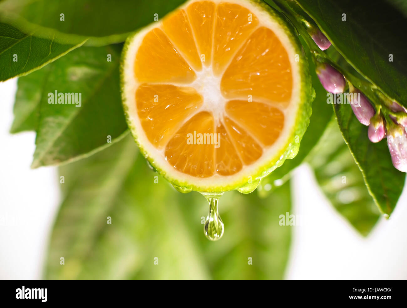 Juice running down hi-res stock photography and images - Alamy