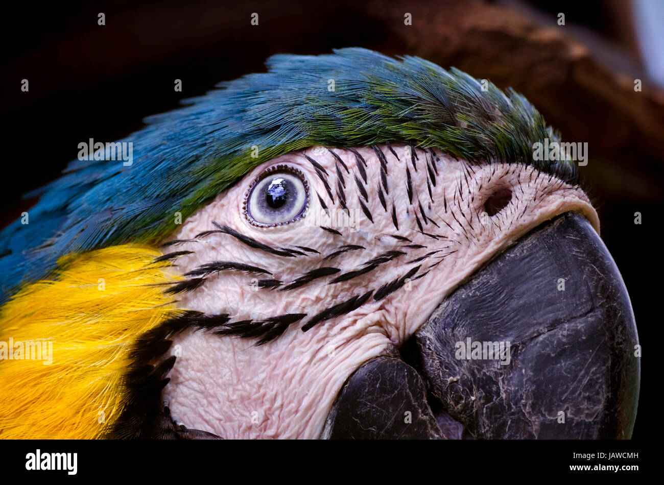 Very close picture, showing details on the face of the macaw Stock ...