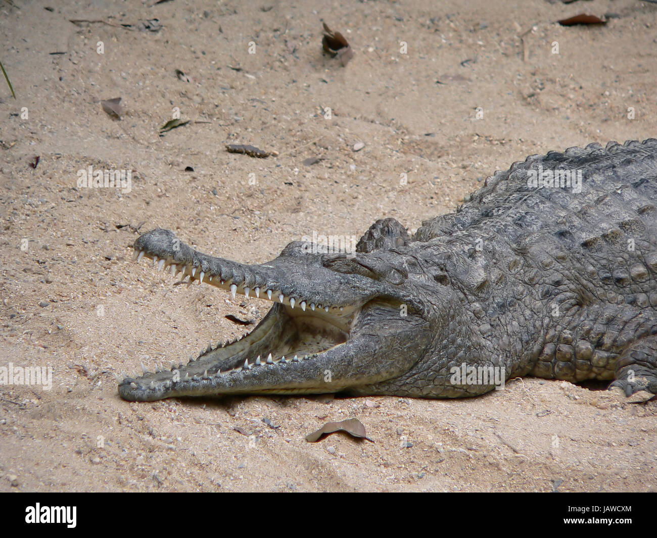 australian freshwater crocodile with wide open jaws, Australia Stock ...