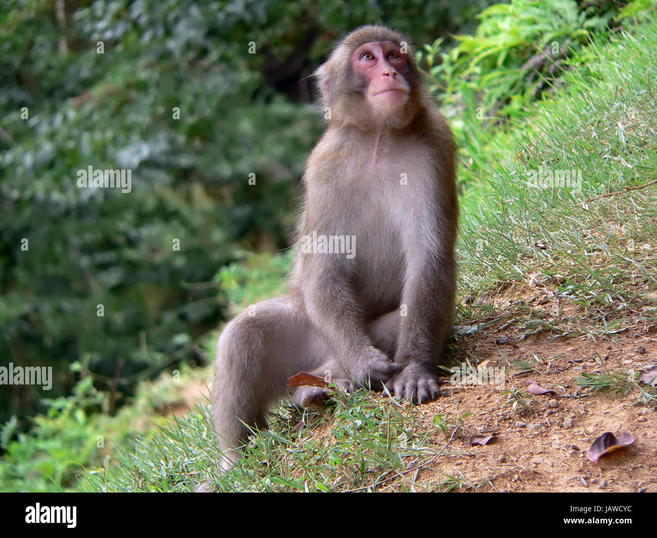 japanese monkey in forest at summertime, in Kyoto prefecture Stock ...