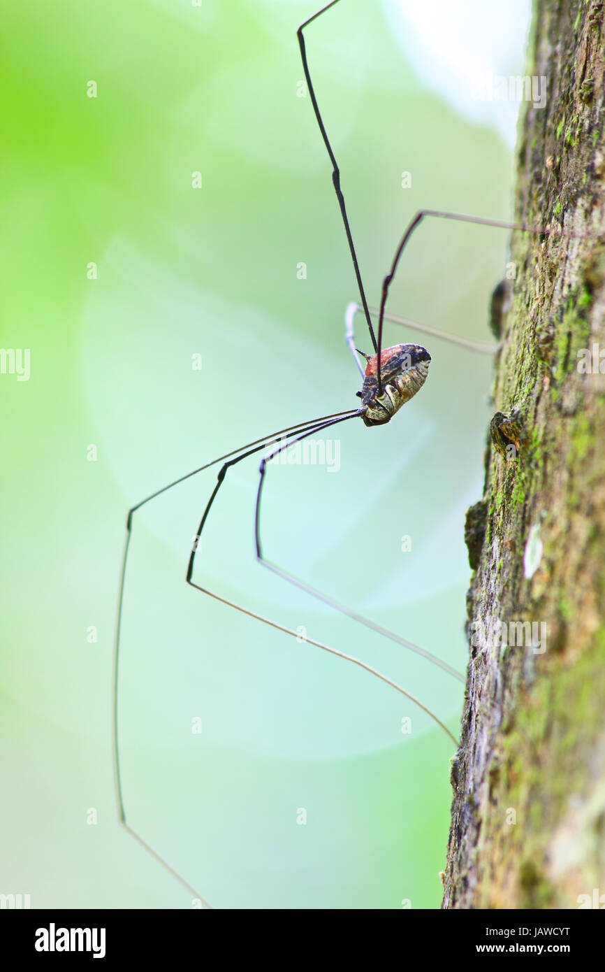 Spider relaxing on leaf hi-res stock photography and images - Alamy