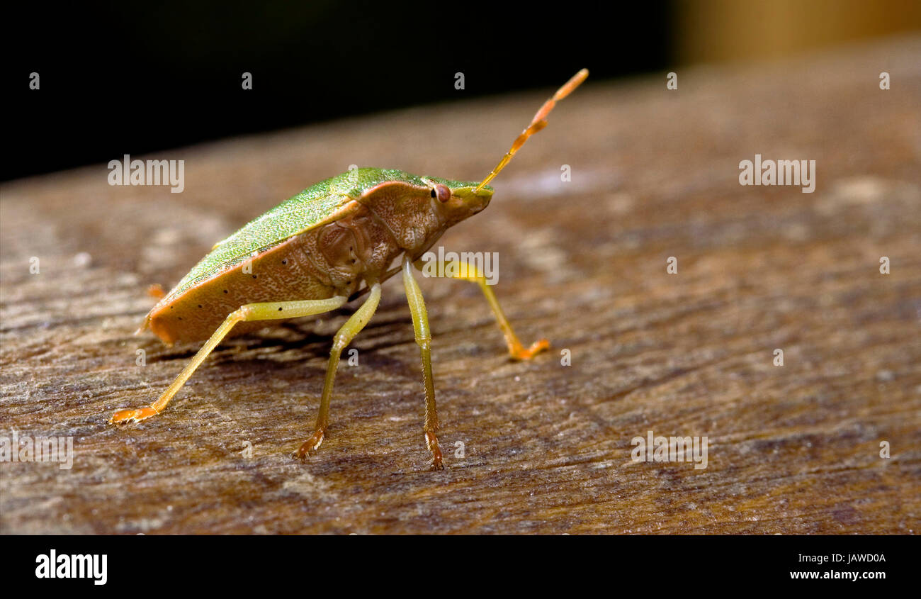 side of wild fly hemiptera Nezara Virdula Heteroptera pentatomidae ...