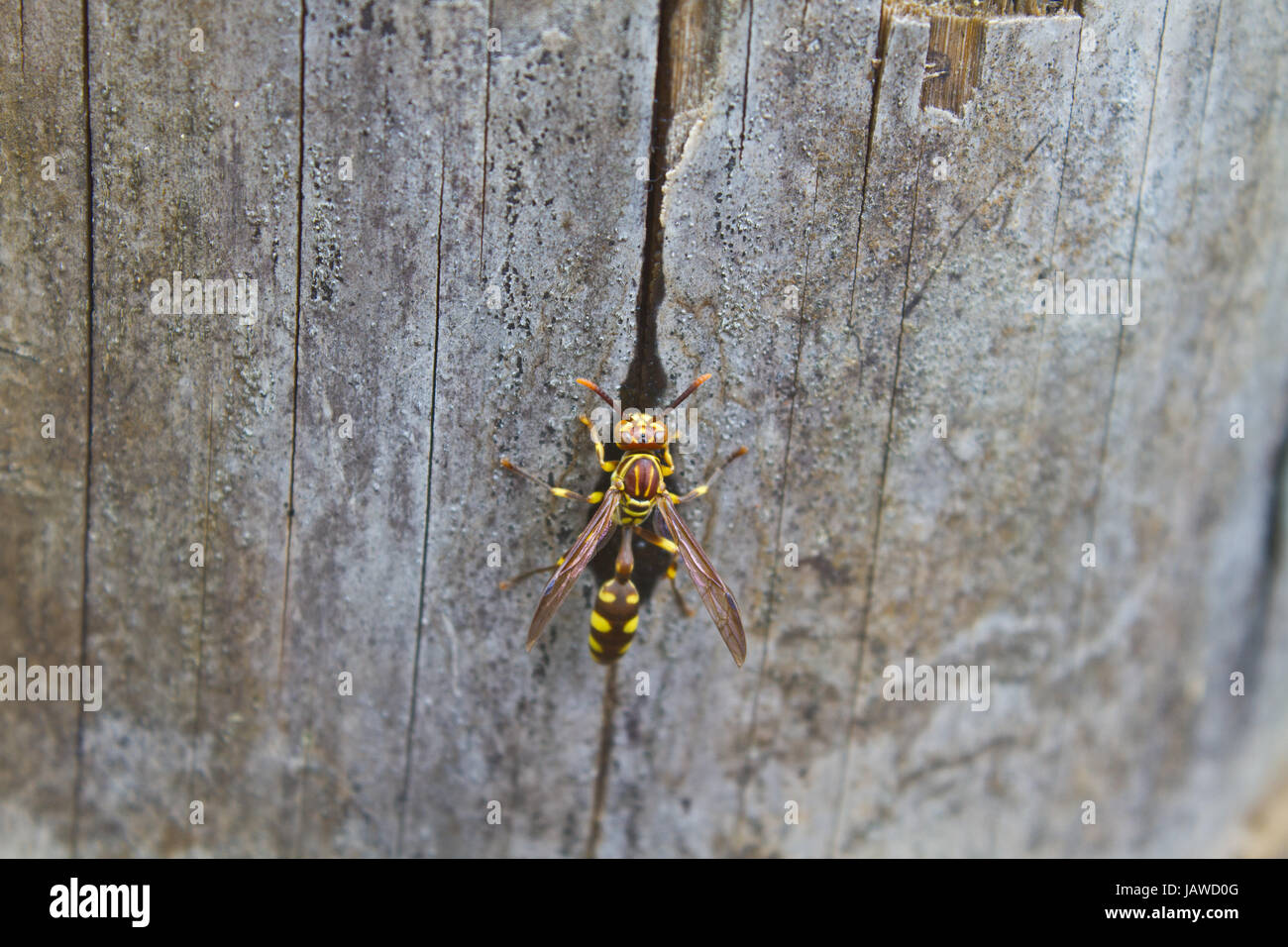 Hymenoptera insect, insect feeding water on bamboo in forest Stock ...