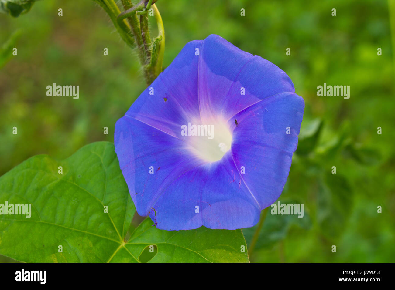 Blue colors Morning Glory flower in forest, forest in Thailand Stock ...