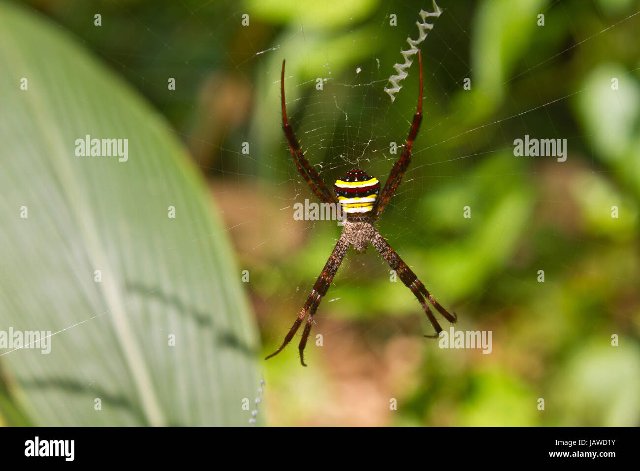 Multi-coloured Argiope Spider, beauty insect on web in forest Stock ...