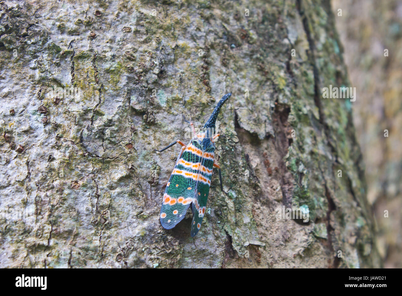 lanternflies insect, beauty insect on tree in forest Stock Photo - Alamy