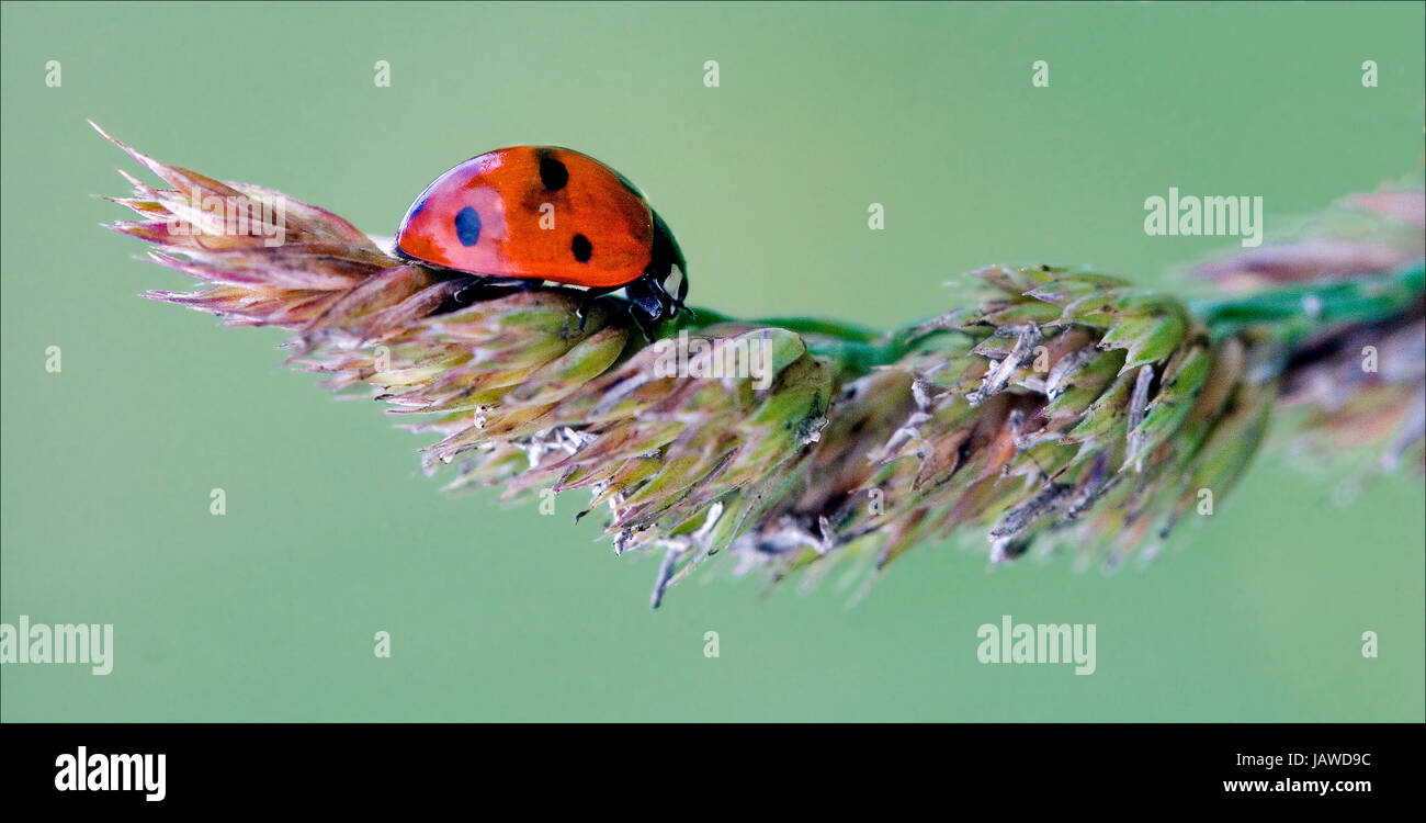 the side of wild red ladybug coccinellidae anatis ocellata coleoptera ...