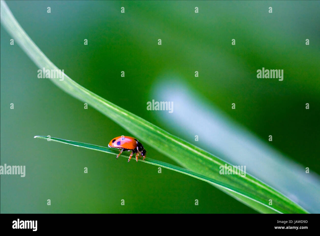 the side of wild red ladybug coccinellidae anatis ocellata coleoptera ...