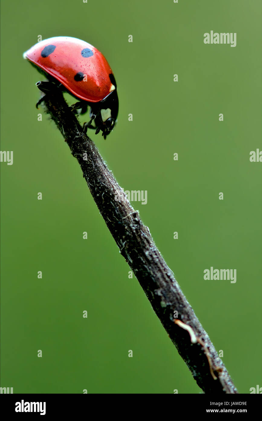 the side of wild red ladybug coccinellidae anatis ocellata coleoptera ...