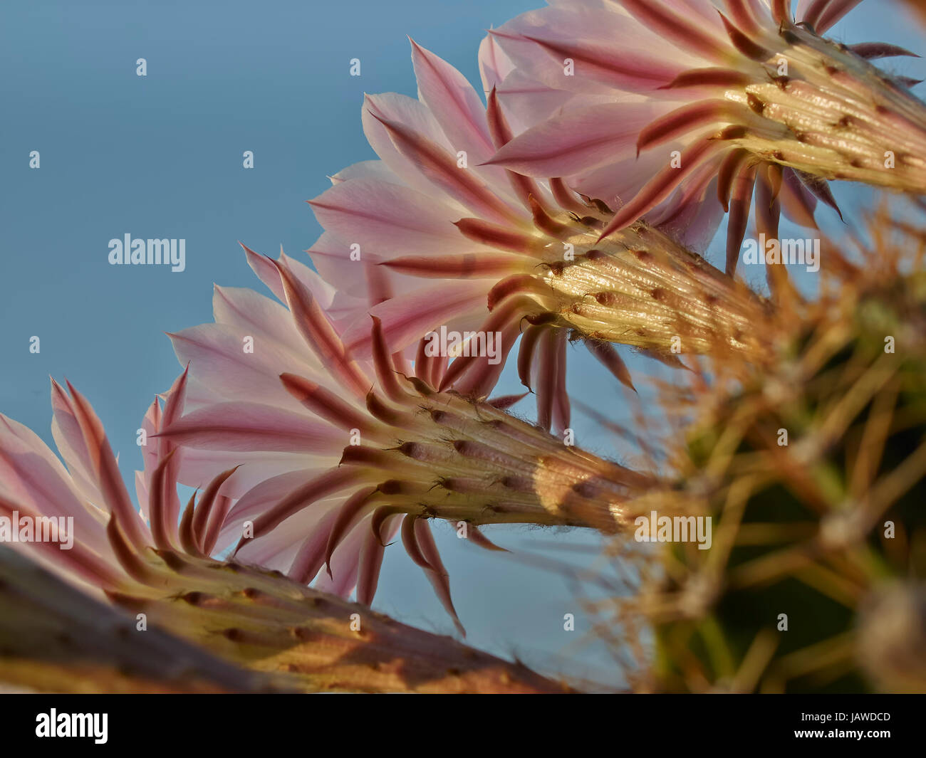 Violet flowers of Cactus Stock Photo - Alamy